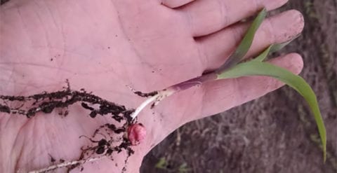 Sure Premium Starters | Efficiency and Yield | Sure Crop Fertilizer ...